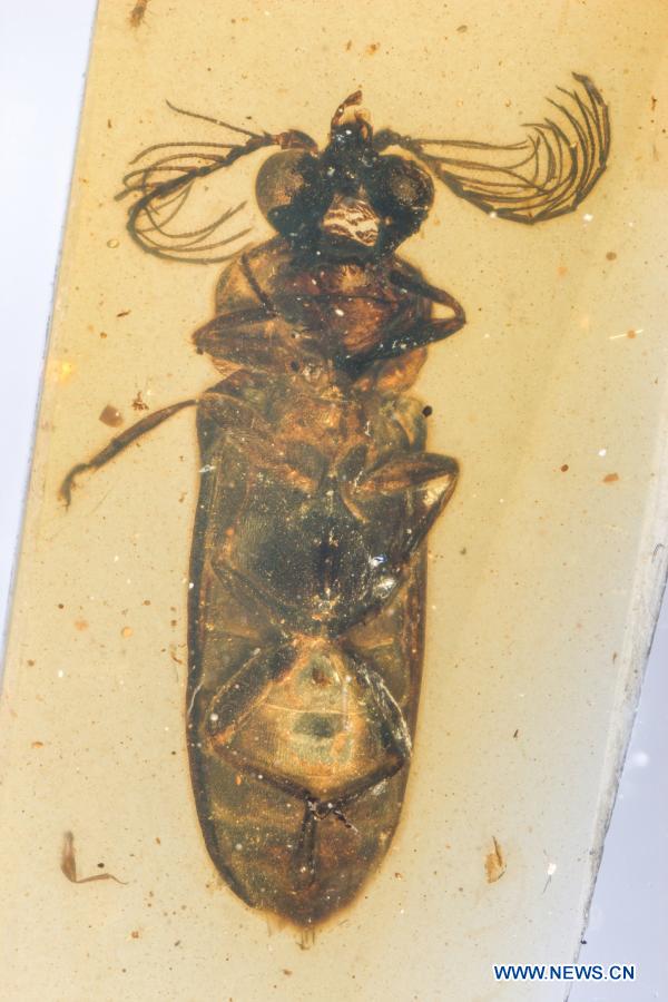 Paleontologists discover firefly ancestor nearly 100 mln years old ...