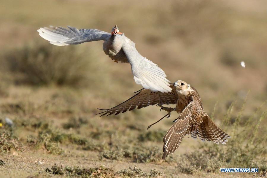 Falcon Hunting