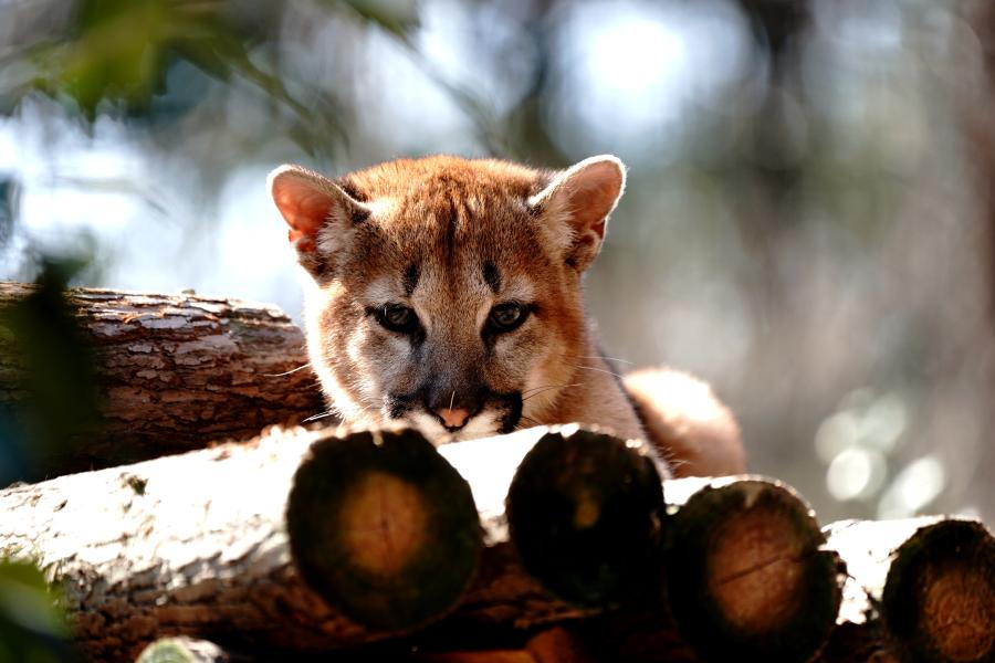 Puma Cubs