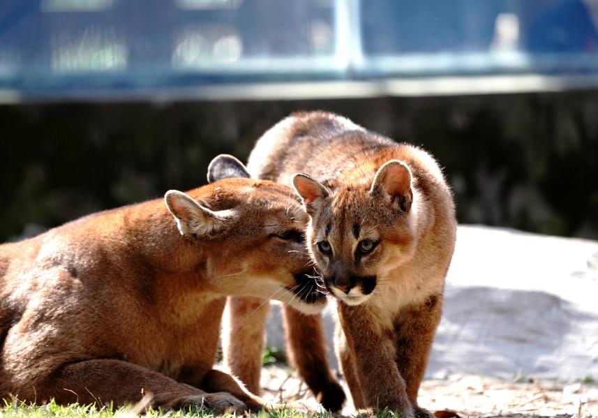 Puma Cubs