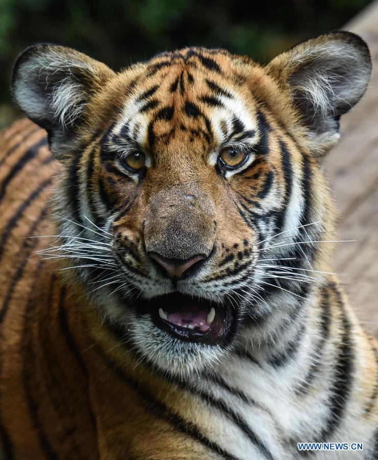 Mean Tiger Face