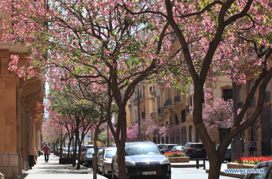 Blossoming Tabebuia rosea trees seen in downtown Beirut - Xinhua ...