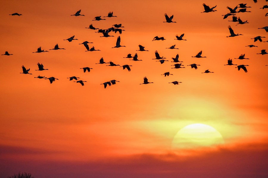 Chinese Birds Flying