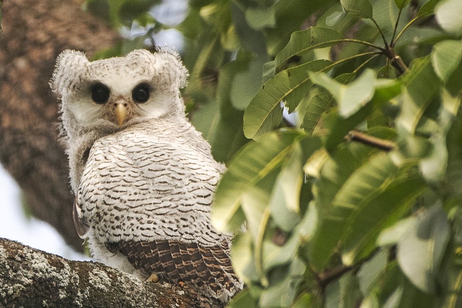 Cute Fluffy Baby Owls