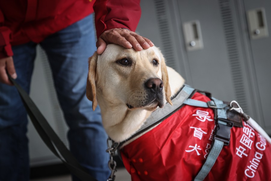 What Happens When A Guide Dog Retired