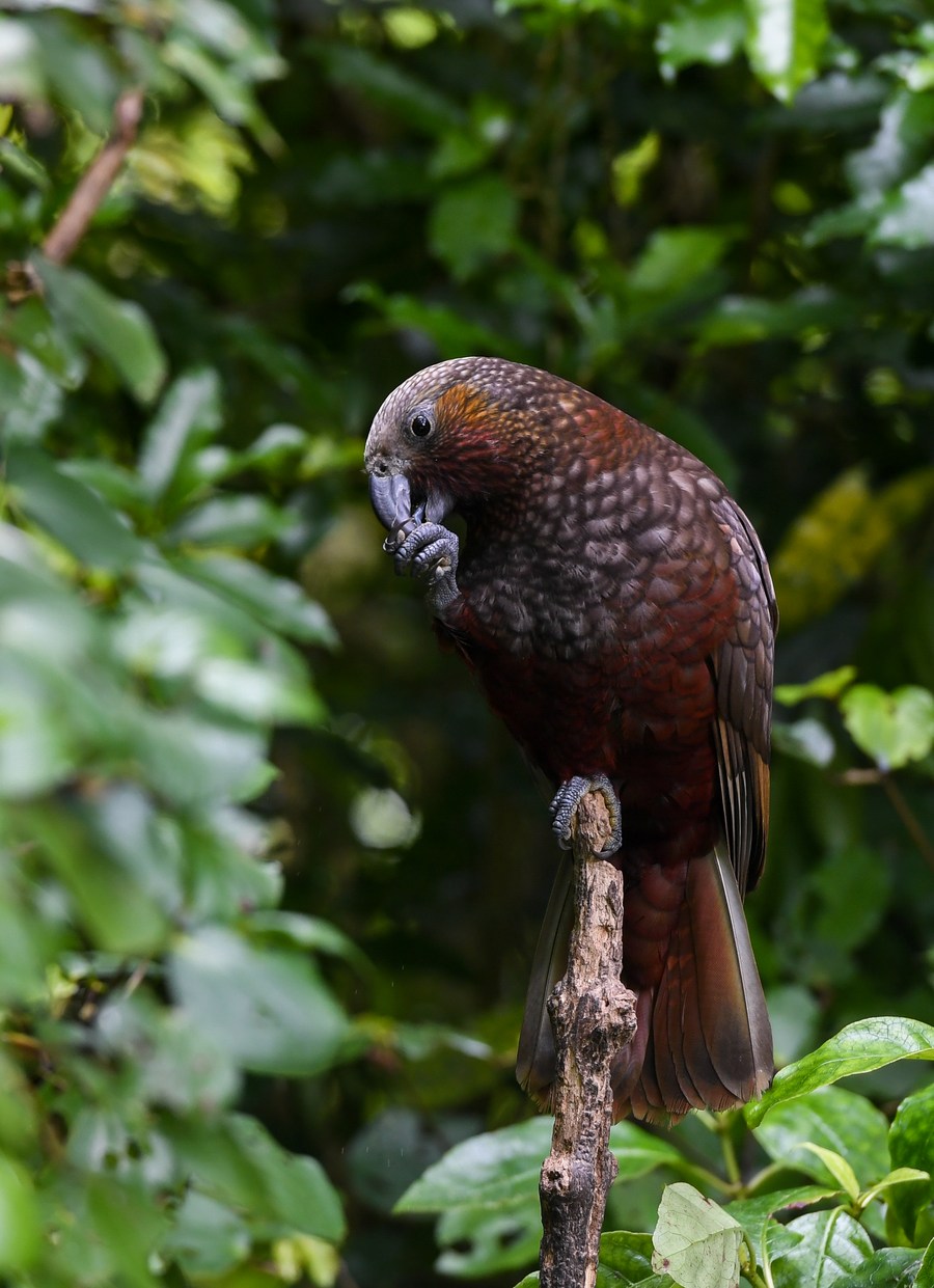 Kaka Parrot