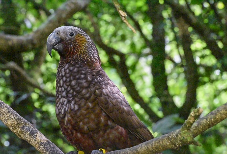 Kaka Parrot