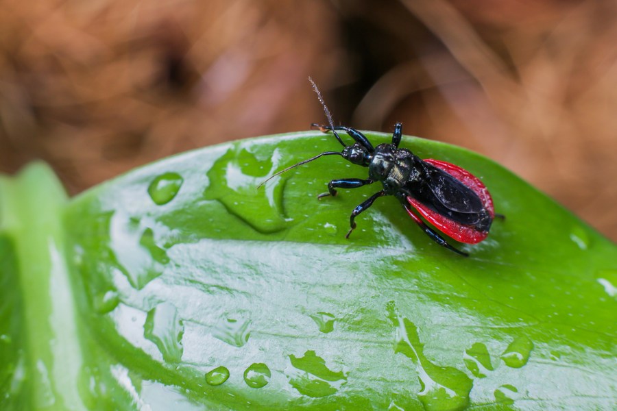 Asia Album: "Symphony of insects" is livening things up in Philippines ...