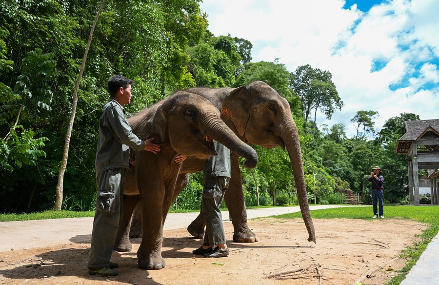 Zooming into the life, habitat of China's wandering elephants - Xinhua ...