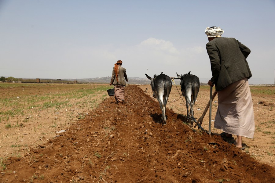 Mideast in Pictures: Yemeni farmers' primitive farming methods - Xinhua ...