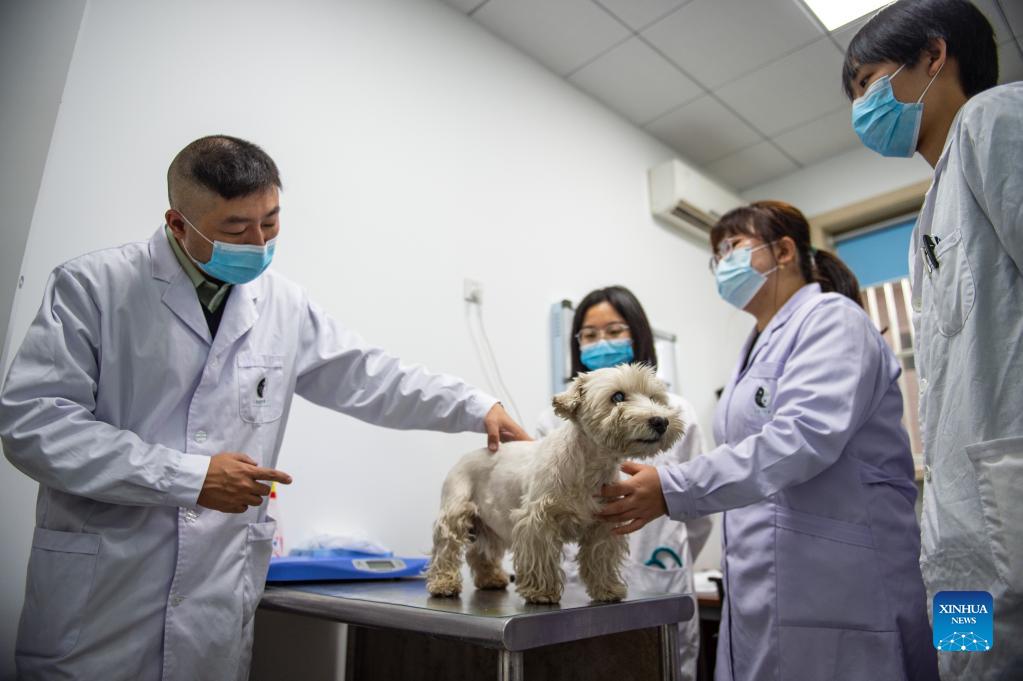 Pic story: veterinarian works at Veterinary Teaching Hospital of China ...