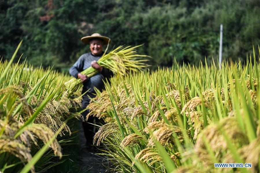 Rice fields enter harvest season in east China - Xinhua | English.news.cn