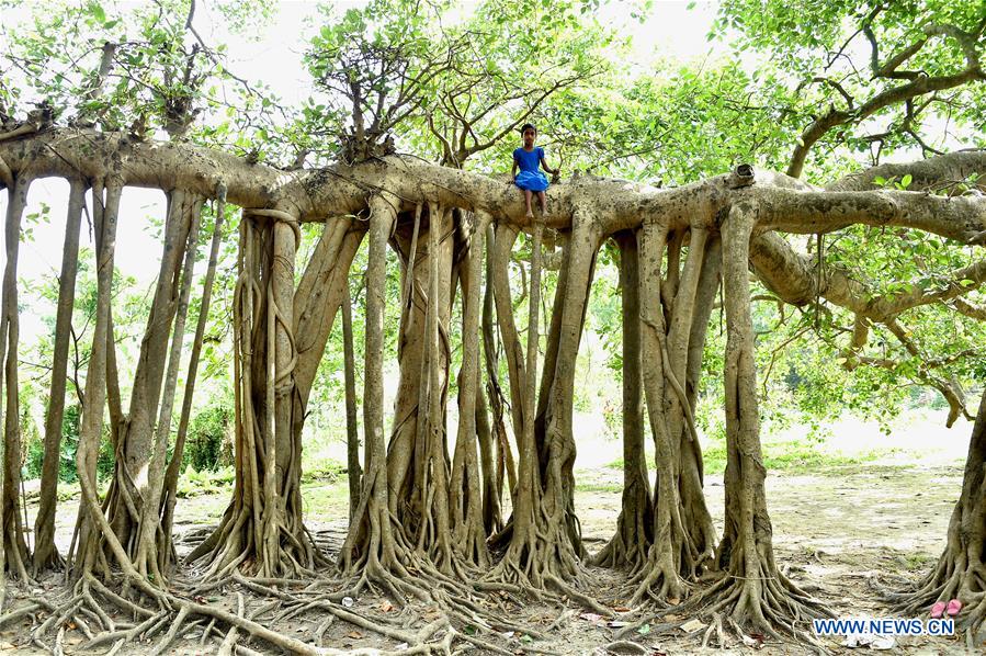 Centuries-old Banyan trees seen in Dhaka, Bangladesh - Xinhua | English ...