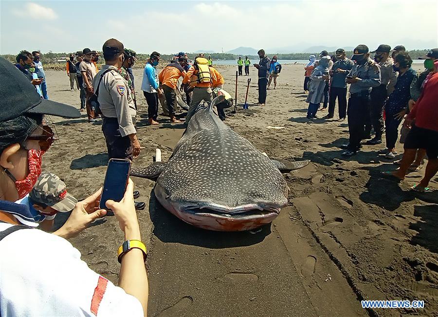 Beached Whale Shark