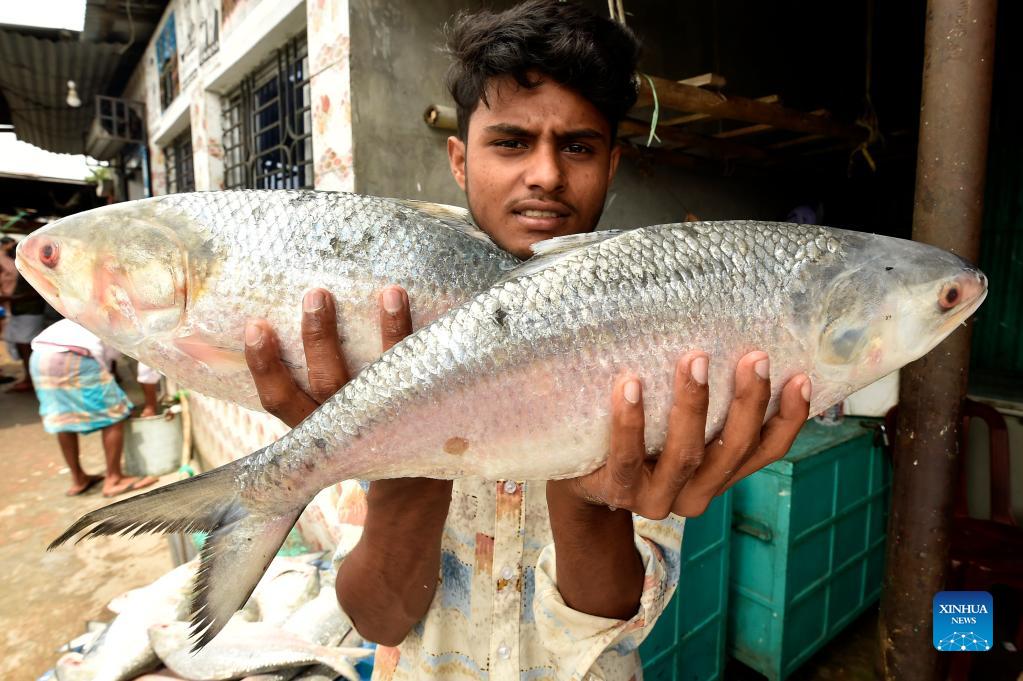 Feature: Peak fishing season of Hilsa fish in Bangladesh - Xinhua