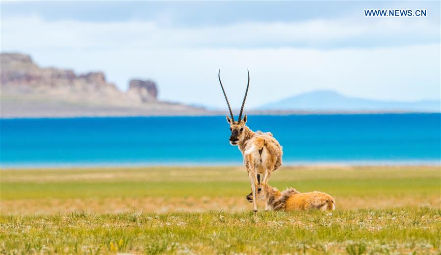 Number of Tibetan antelopes rises to 200,000 in SW China - Xinhua ...