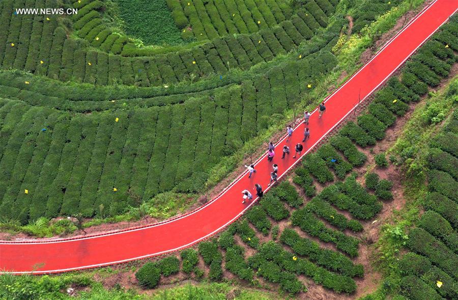 Tourists visit C China's tea garden on newly-paved path - Xinhua ...