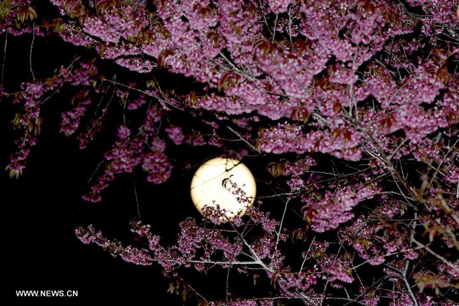 Cherry Tree Moonlight PRUNUS 'Shimidsu Sakura' Moonlight Cherry | Easy